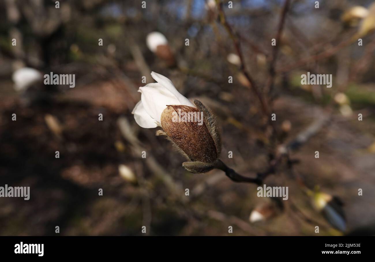 Magnolia tree stellate appearance of flowers in early spring from buds ...