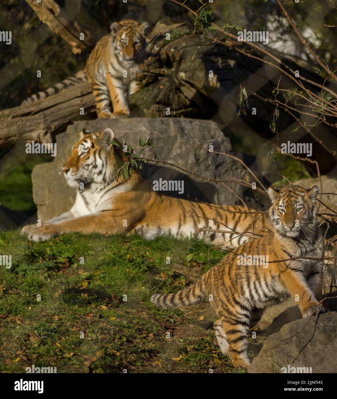 The tigers at Marwell Zoo in Hampshire, United Kingdom Stock Photo - Alamy