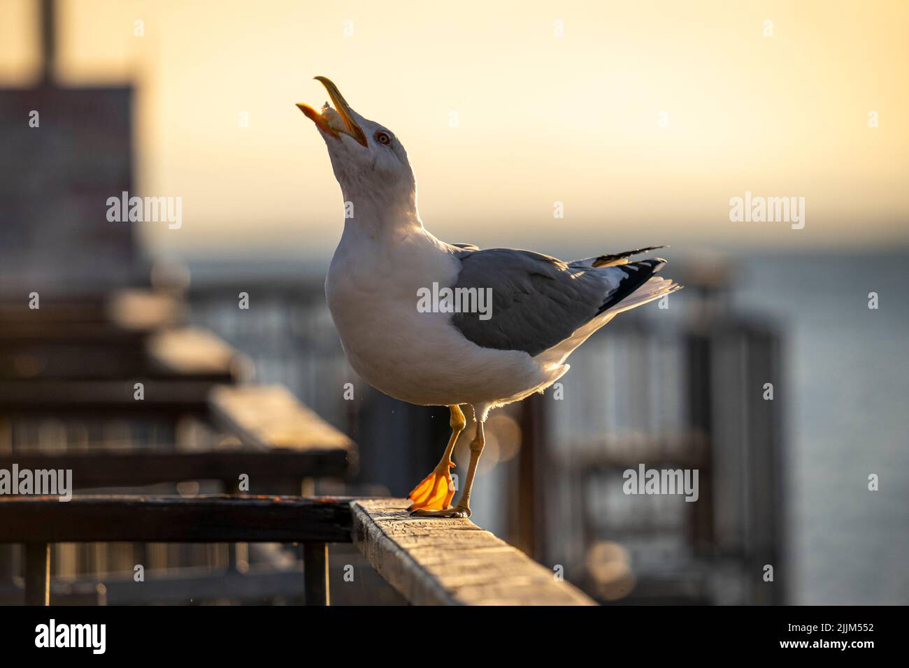 Birds in balcony hi-res stock photography and images - Alamy