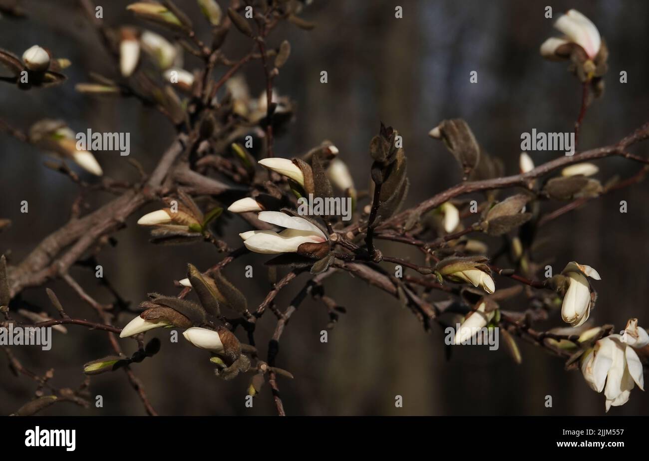 Magnolia tree stellate appearance of flowers in early spring from buds ...