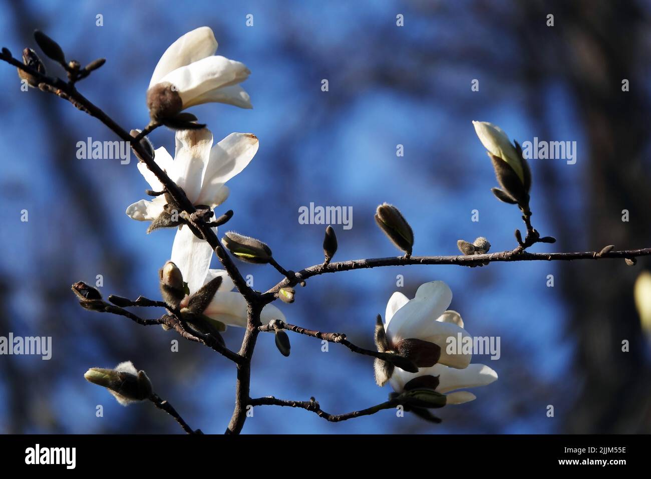 Magnolia tree stellate appearance of flowers in early spring from buds ...