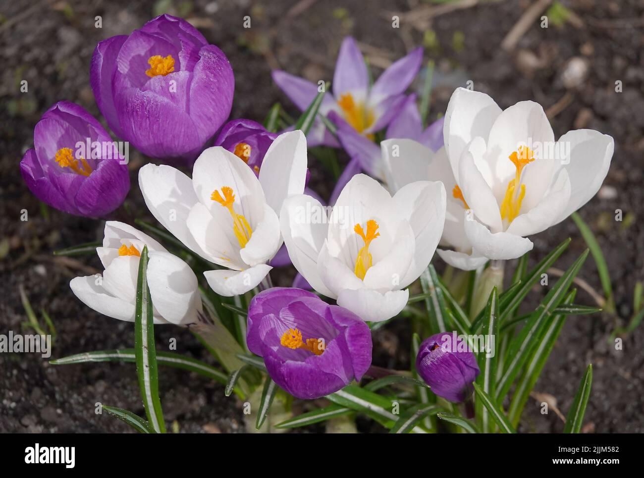 Saffron sowing flowers in early spring with different colors Stock ...