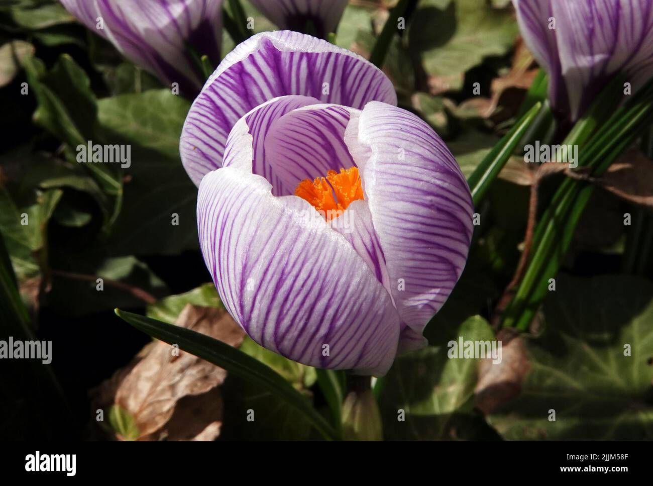 Saffron sowing flowers in early spring with different colors Stock ...