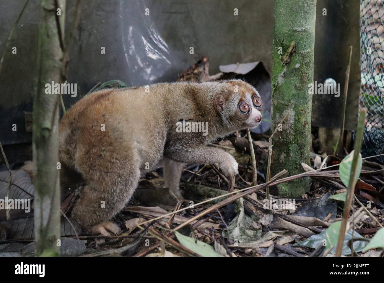 Sumatran slow loris hi-res stock photography and images - Alamy