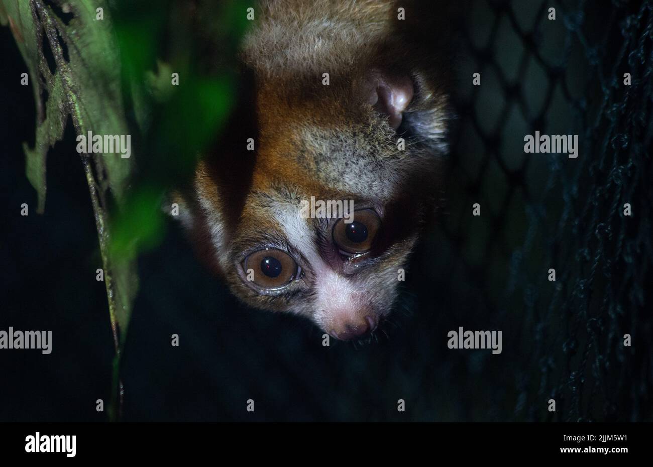 Sumatran slow loris hi-res stock photography and images - Alamy
