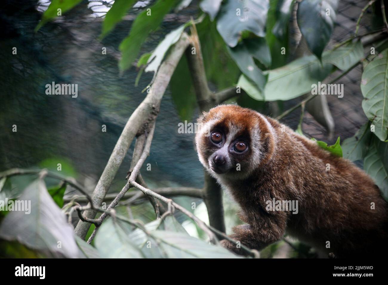 Sumatran slow lorises hi-res stock photography and images - Alamy