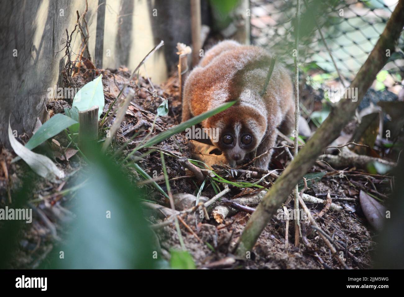 Sumatran slow loris hi-res stock photography and images - Alamy