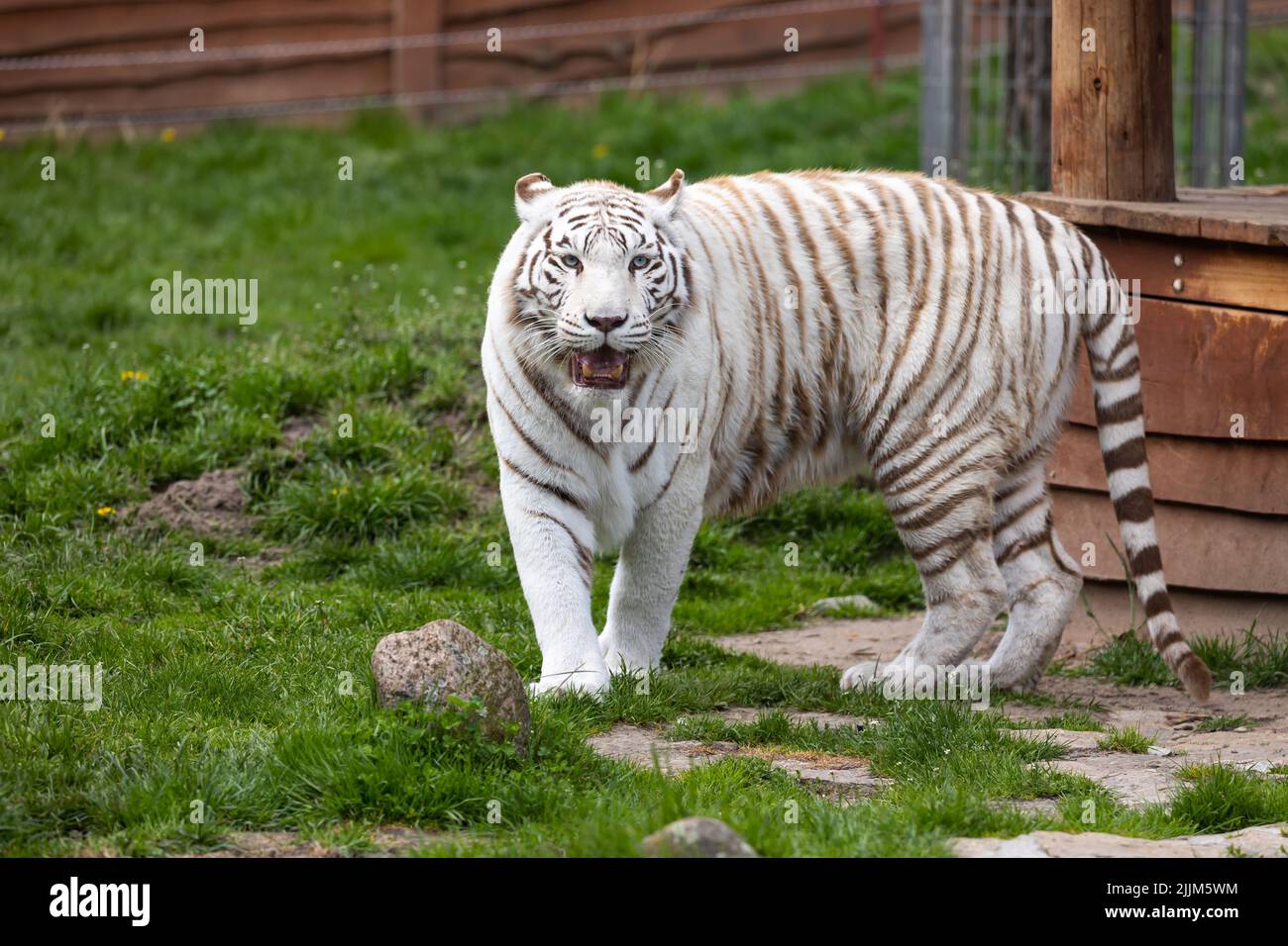 A white, albino Bengal tiger walking down the runway at the zoo ...