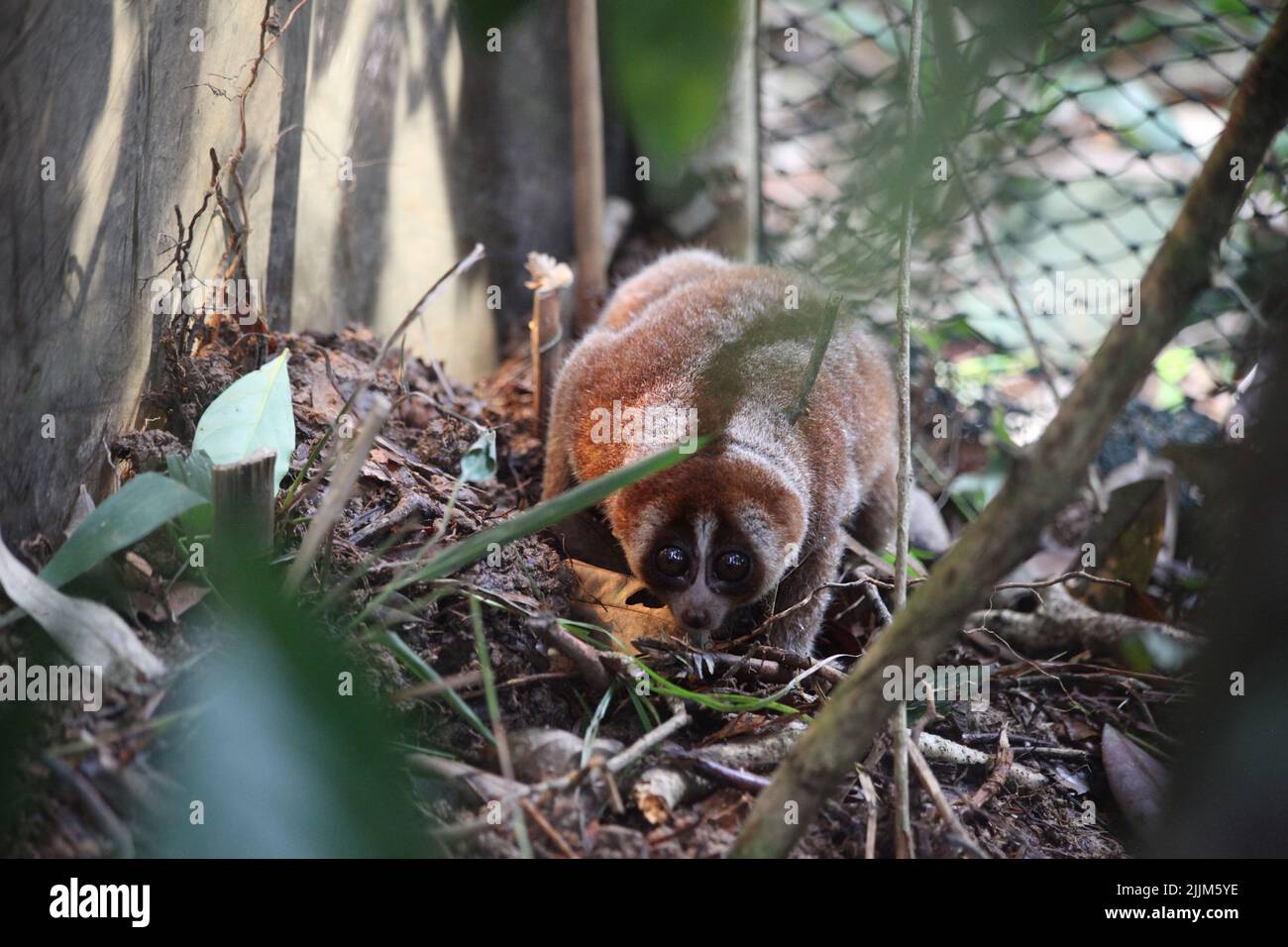 Sumatran slow loris hi-res stock photography and images - Alamy