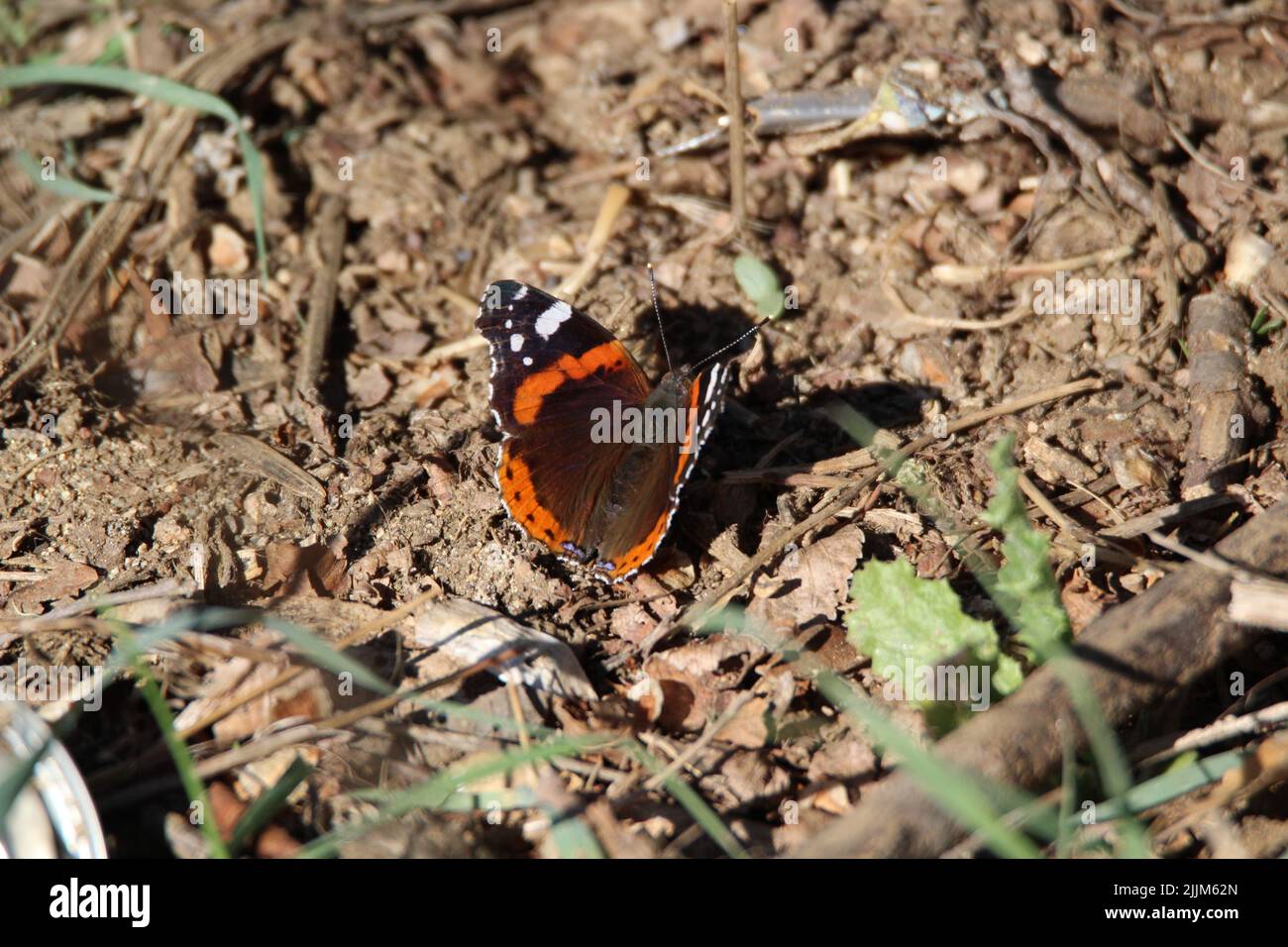 Beautiful butterfly on ground hi-res stock photography and images - Alamy
