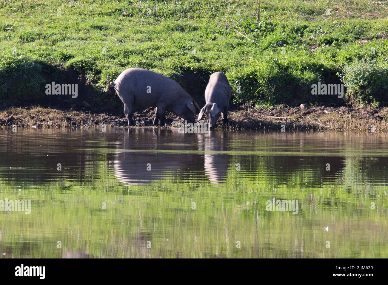 The pigs drinking water from the lake Stock Photo - Alamy