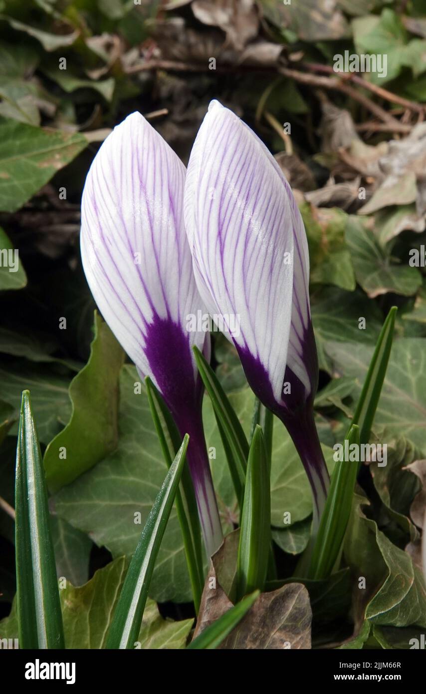 Flowers Saffron sowing still in buds in early spring Stock Photo - Alamy