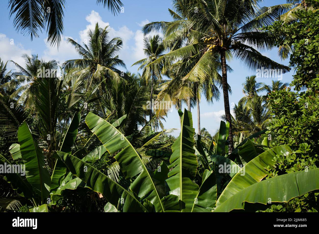 Palm tree beach indonesia hi-res stock photography and images - Alamy