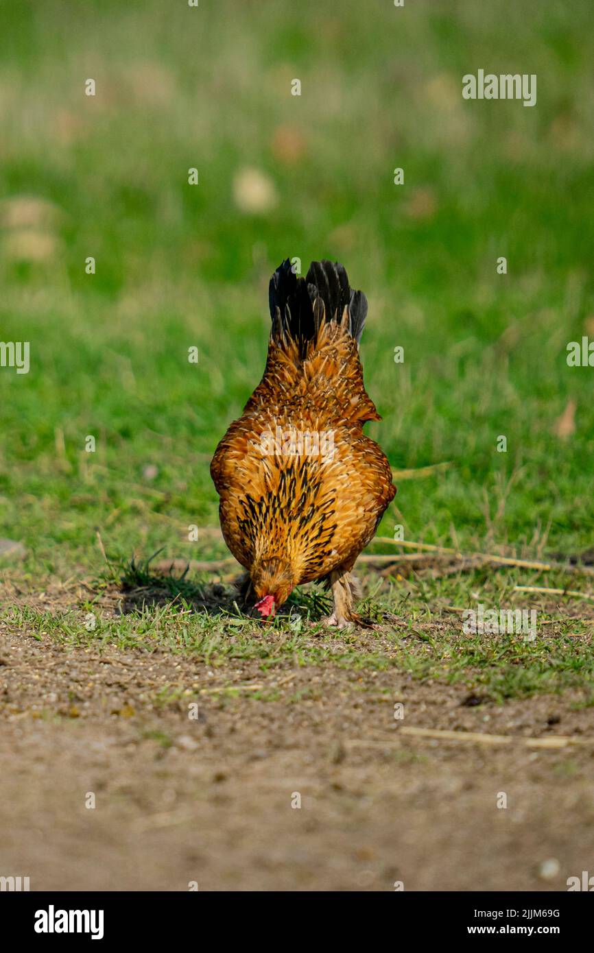 Rooster forest hi-res stock photography and images - Alamy