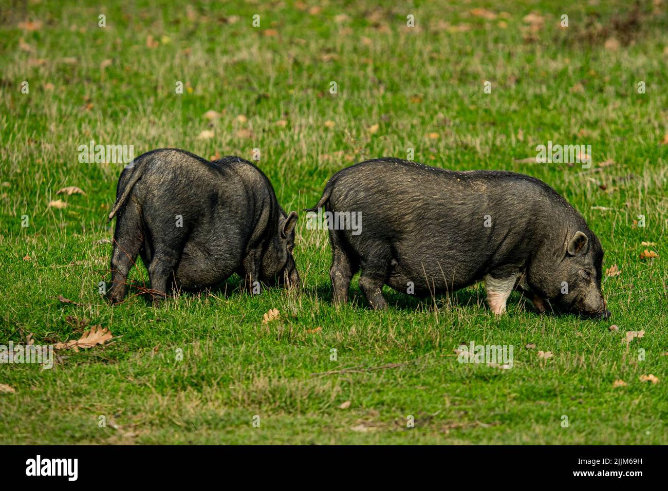 Two small black wild boars grazing grass in a pasture under a bright ...