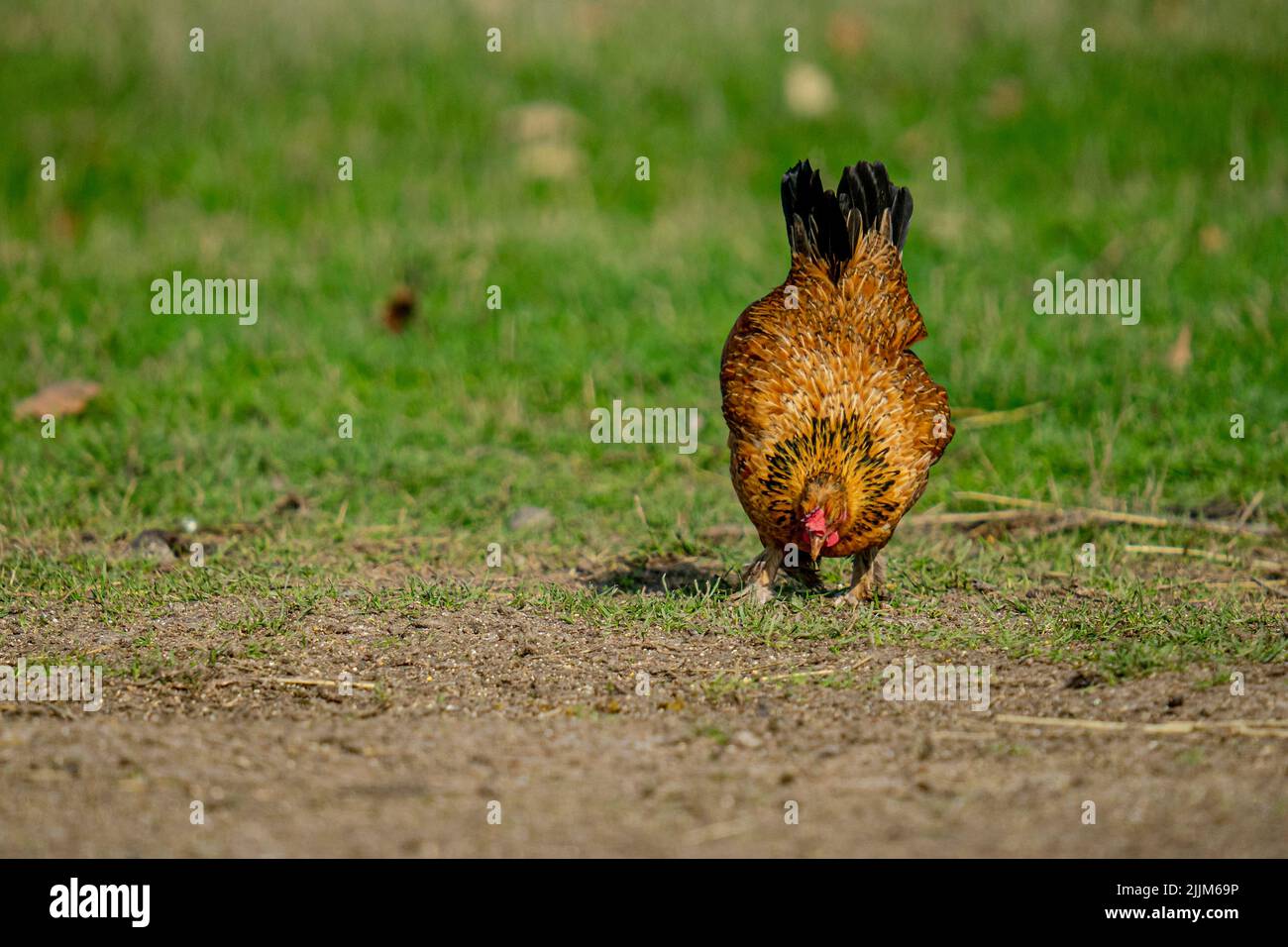 Flying chicken green background hi-res stock photography and images - Alamy
