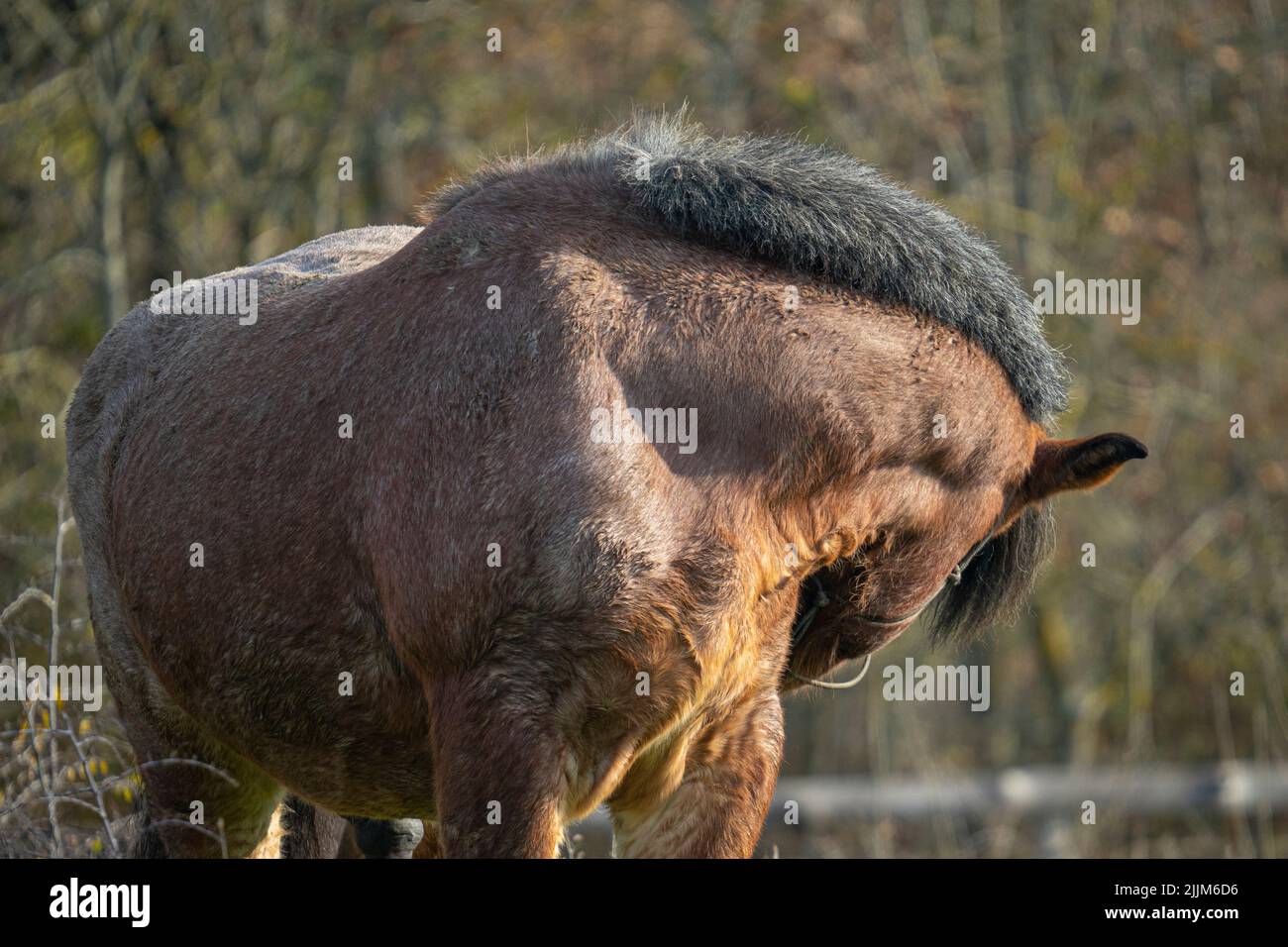 Horse turning head hi-res stock photography and images - Alamy