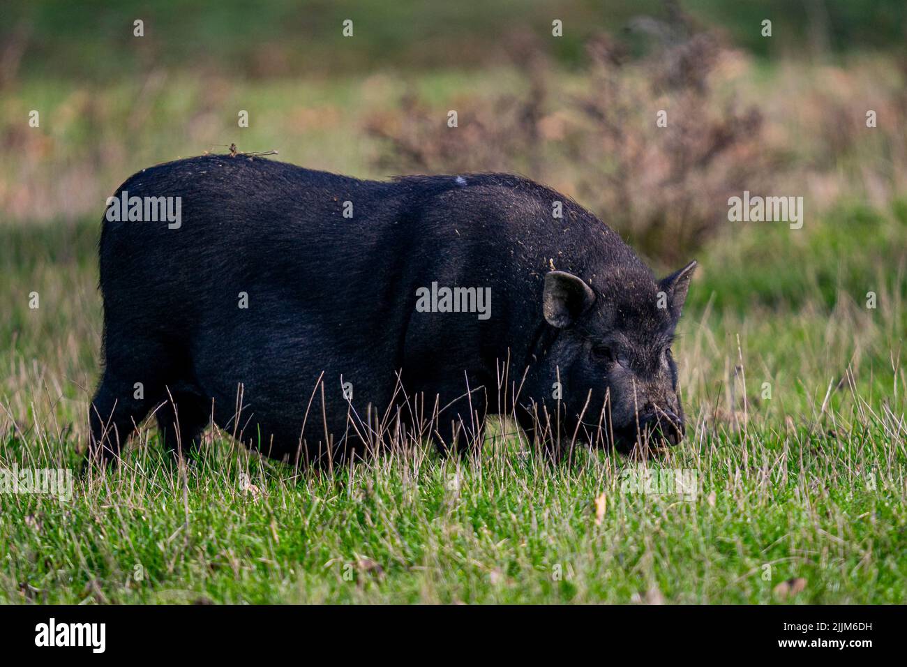 A black wild boar grazing grass in a pasture under a bright sunlight ...