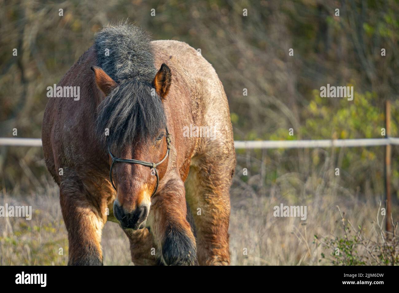 Equestrian field hi-res stock photography and images - Alamy