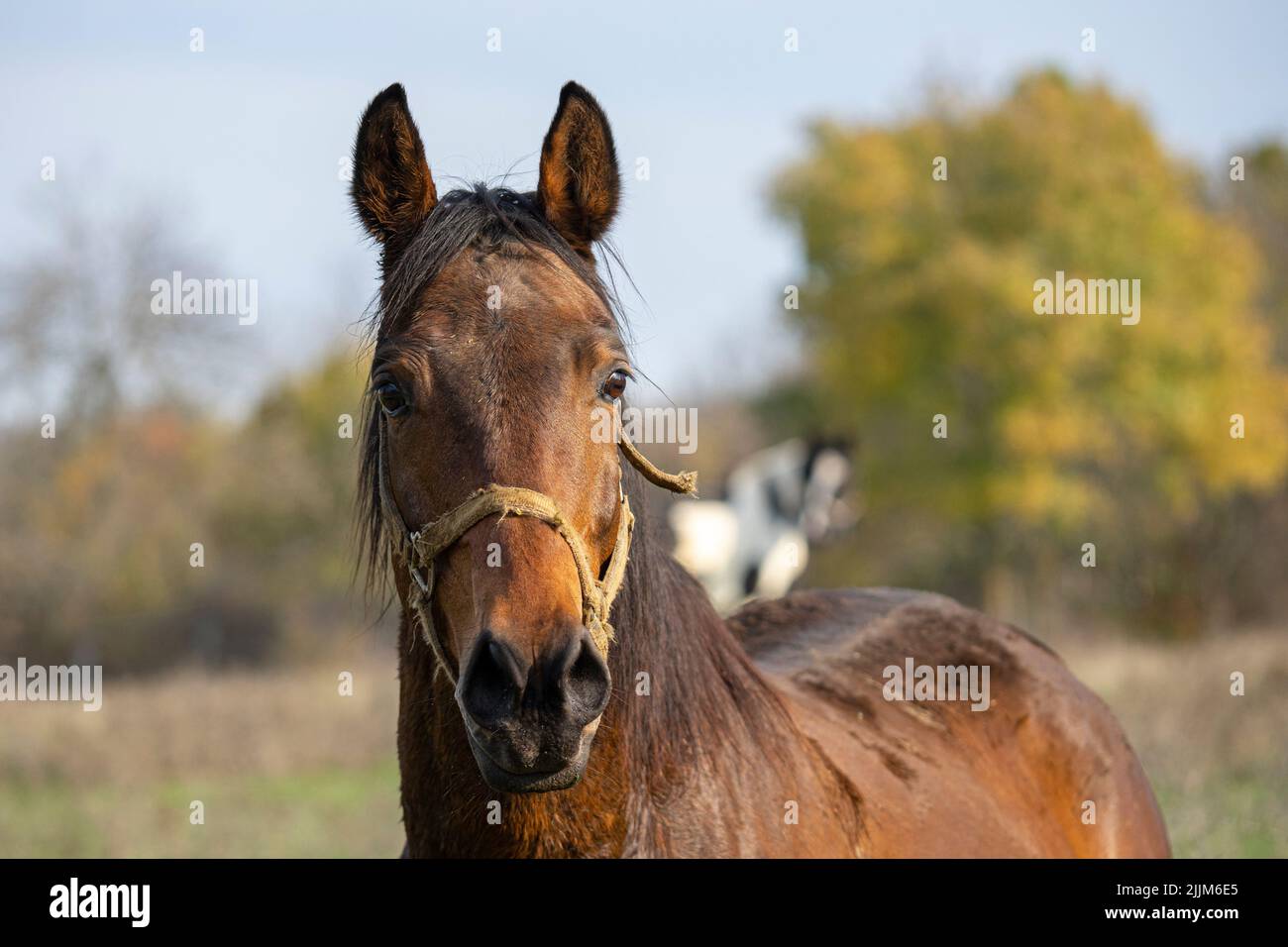 A head of the brown Suffolk punch standing on a field Stock Photo - Alamy