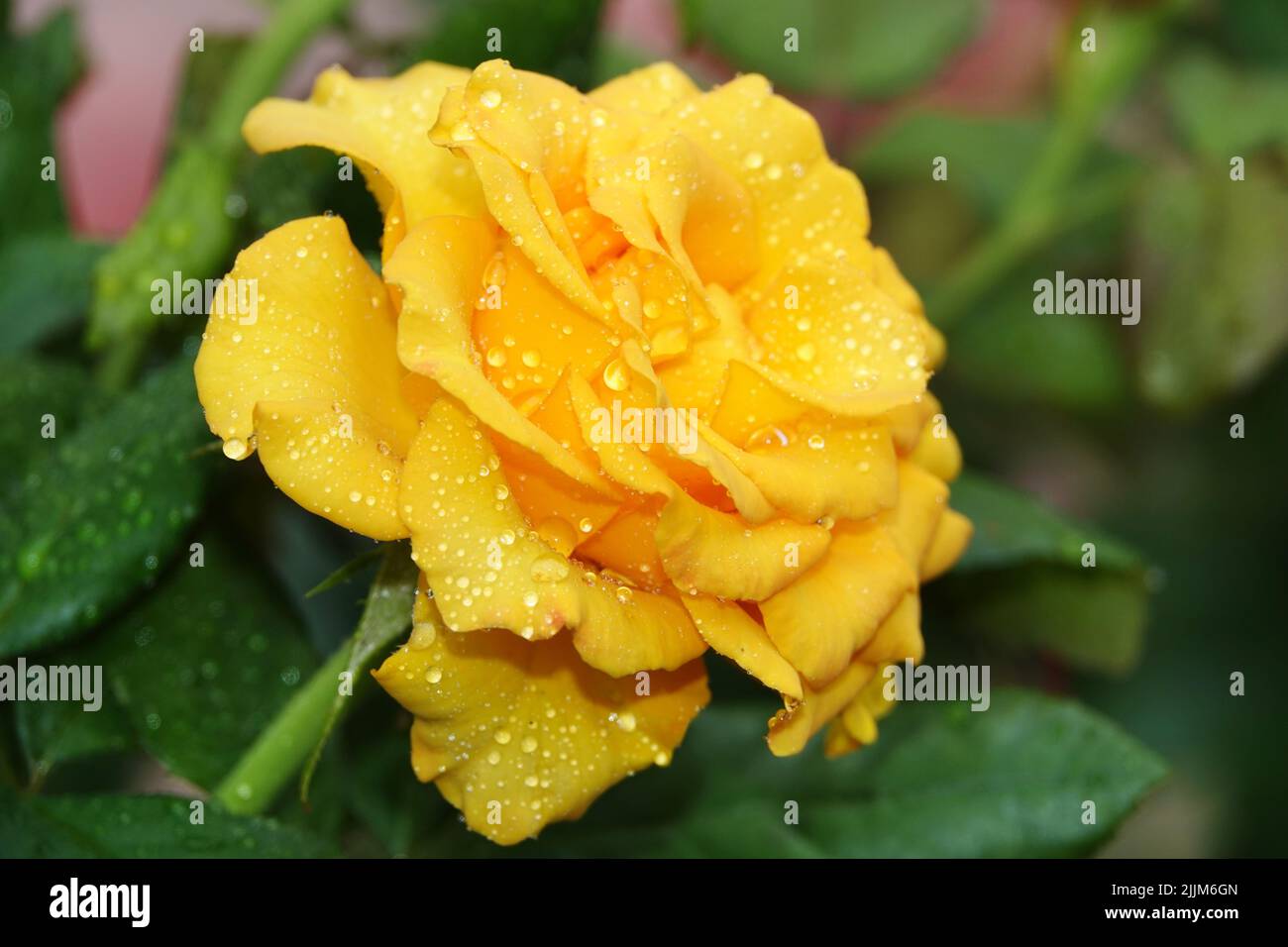 Rose flower of different varieties and species close-up Stock Photo - Alamy