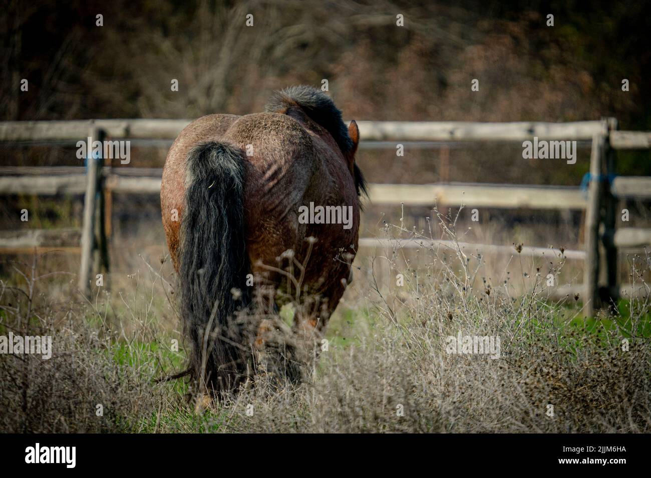 Animal back hi-res stock photography and images - Alamy