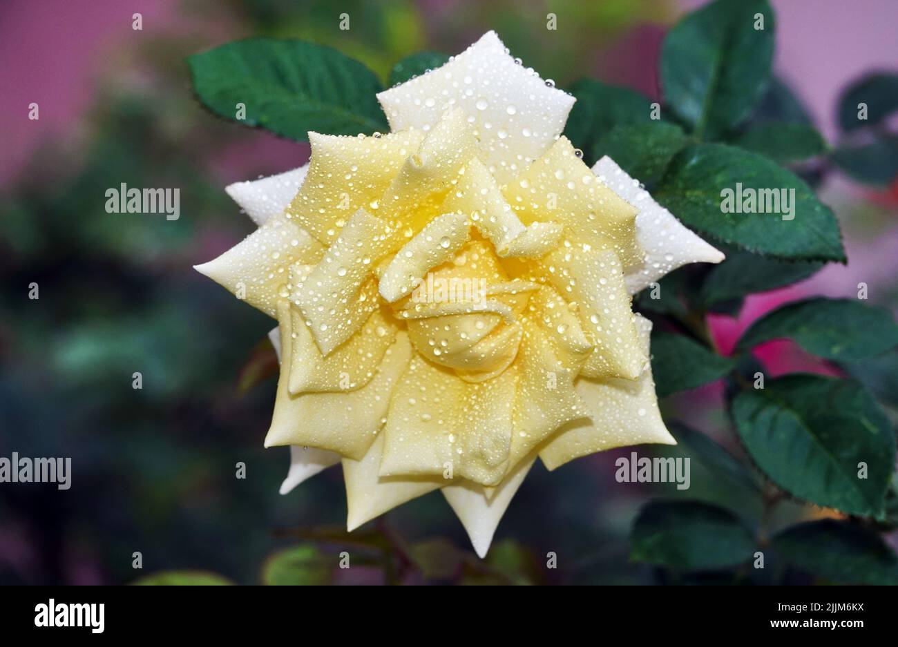 Rose flower of different varieties and species close-up Stock Photo - Alamy