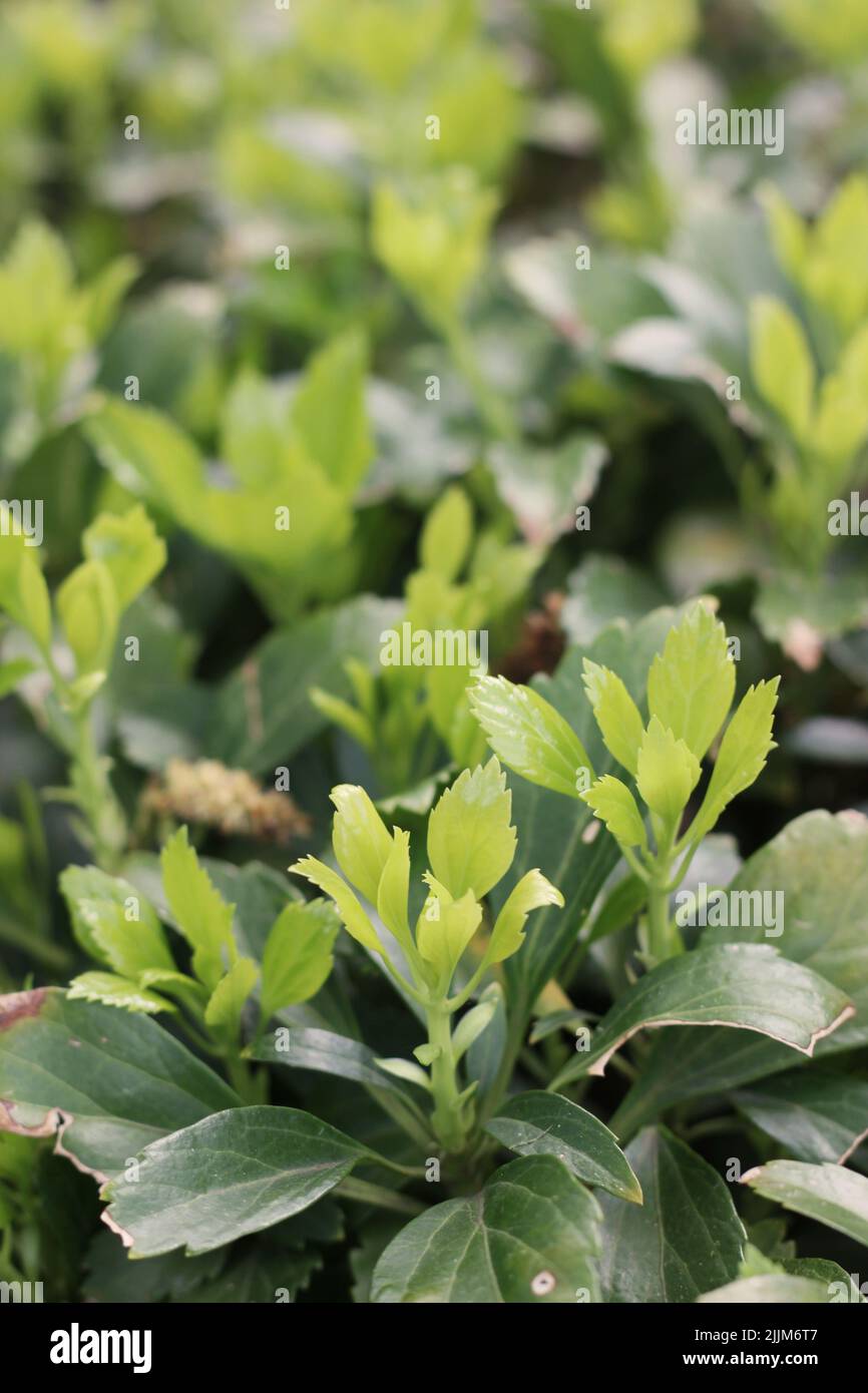 Beautiful leafy spring plants growing in the sunny garden Stock Photo ...