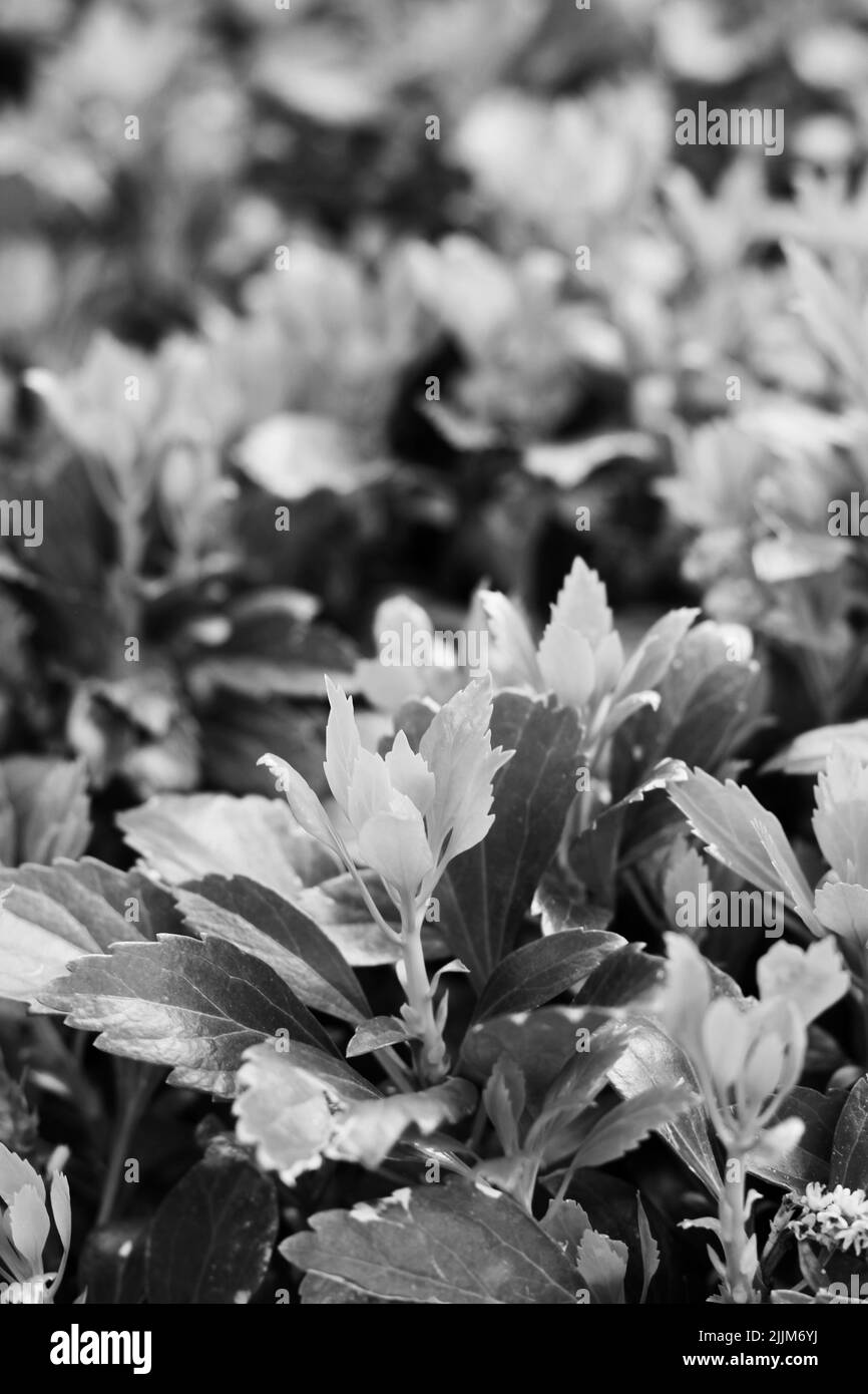 Beautiful leafy spring plants growing in the sunny garden in black and ...