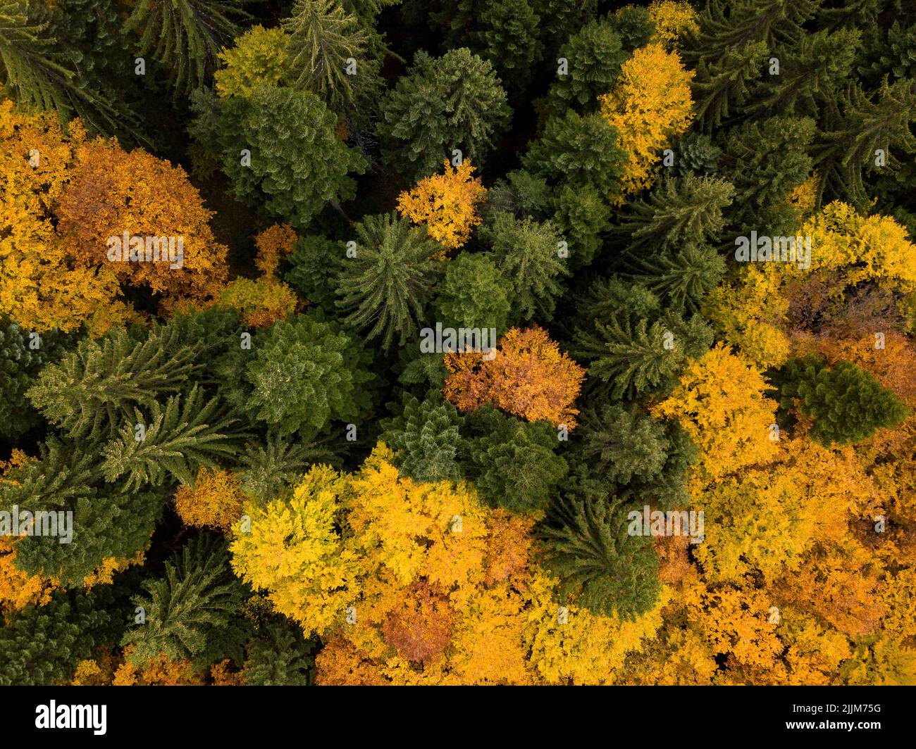 An aerial view of yellow autumn green trees in Blagoevgrad, Bulgaria ...