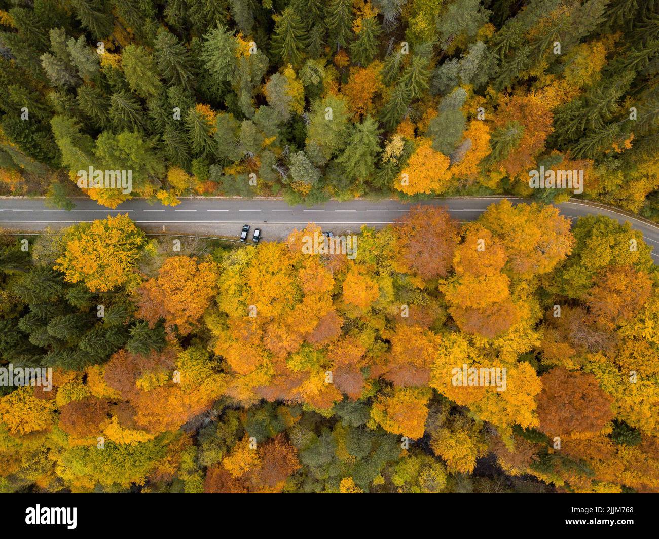An aerial view of a rural trail through yellow green autumn trees in ...