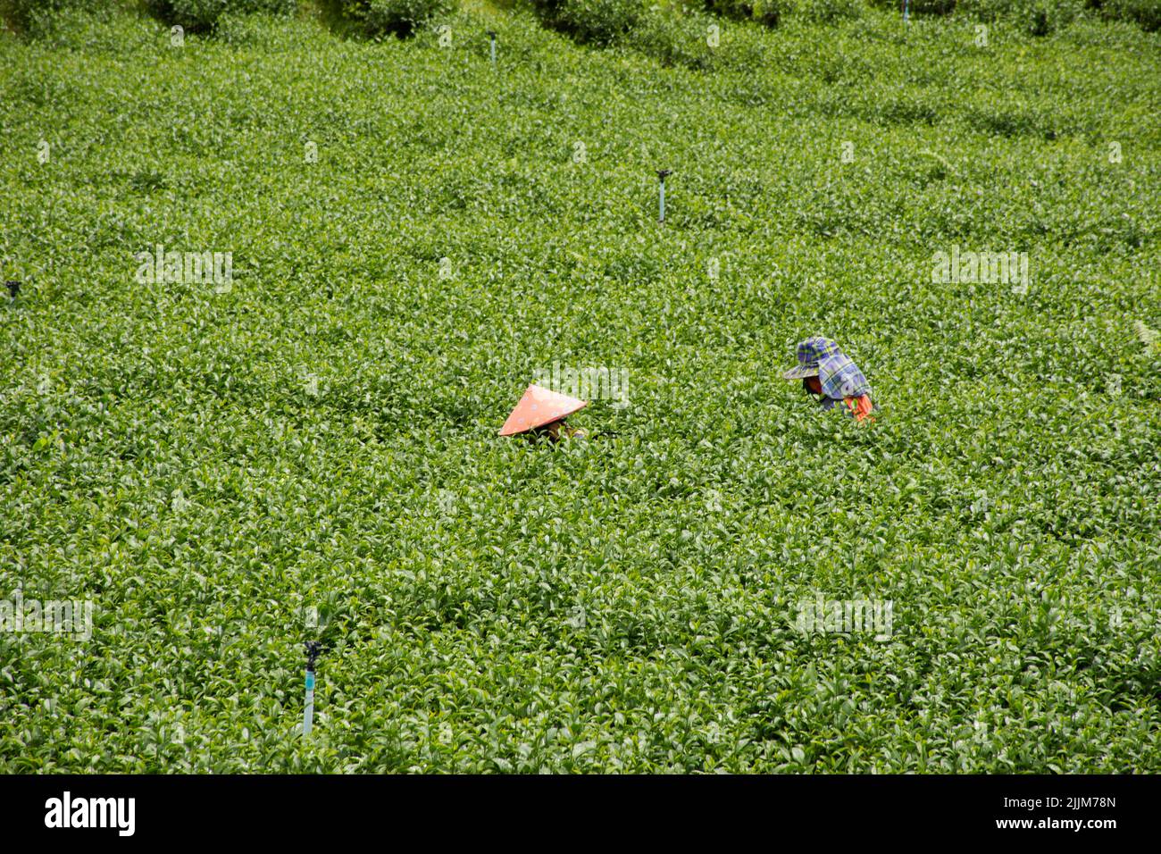 Thai tea picker hi-res stock photography and images - Alamy