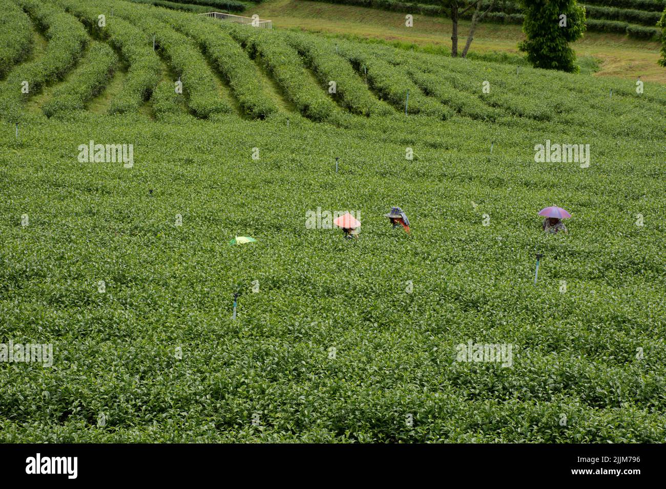Thai tea picker hi-res stock photography and images - Alamy