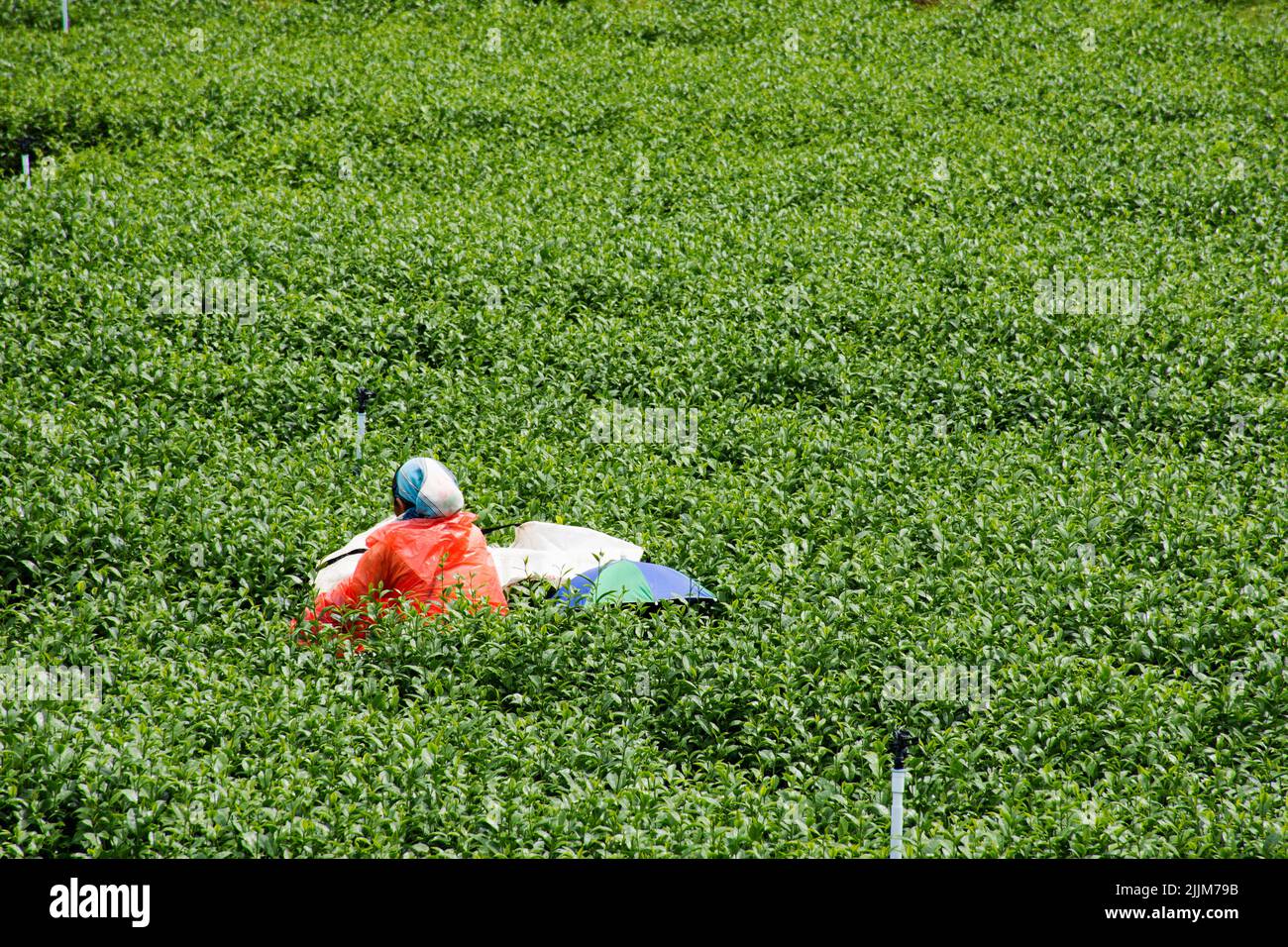 Thai tea picker hi-res stock photography and images - Alamy
