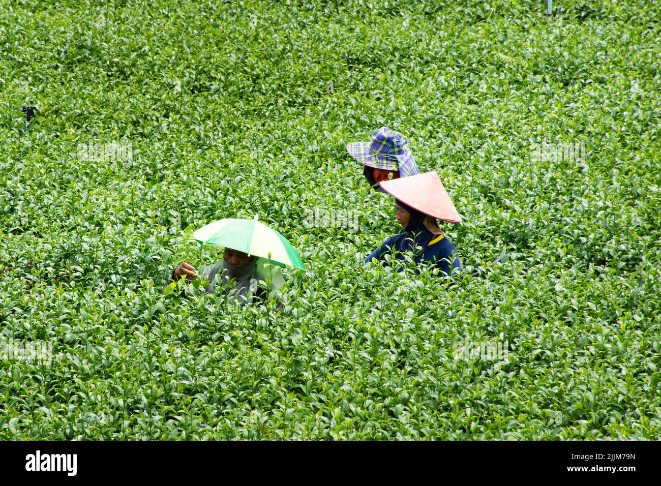 Thai tea picker hi-res stock photography and images - Alamy