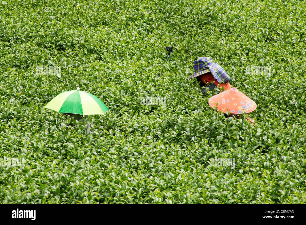 Thai tea picker hi-res stock photography and images - Alamy