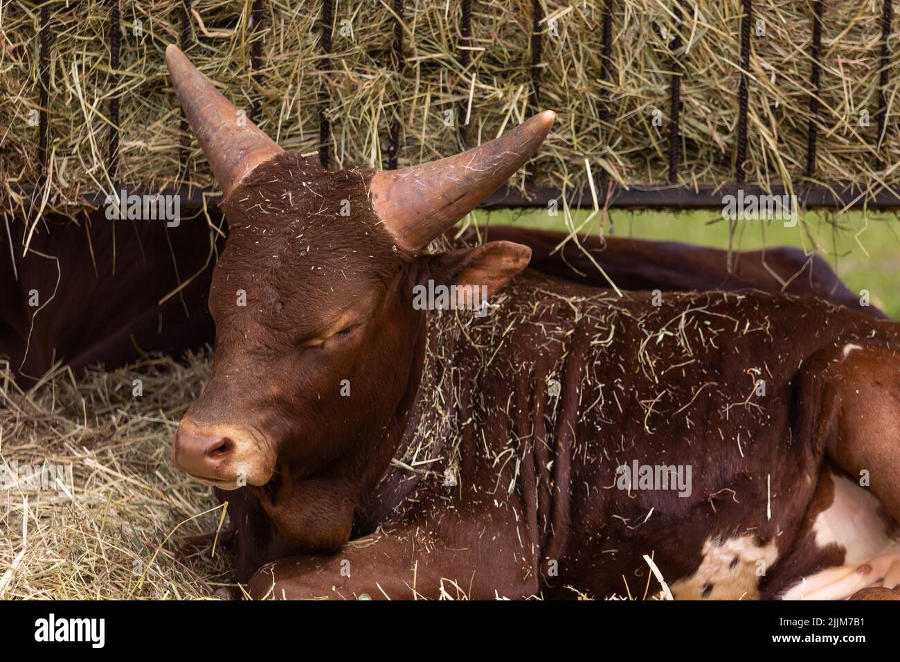 Watussi cattle resting on the paddocks. African farm animals. Photo ...