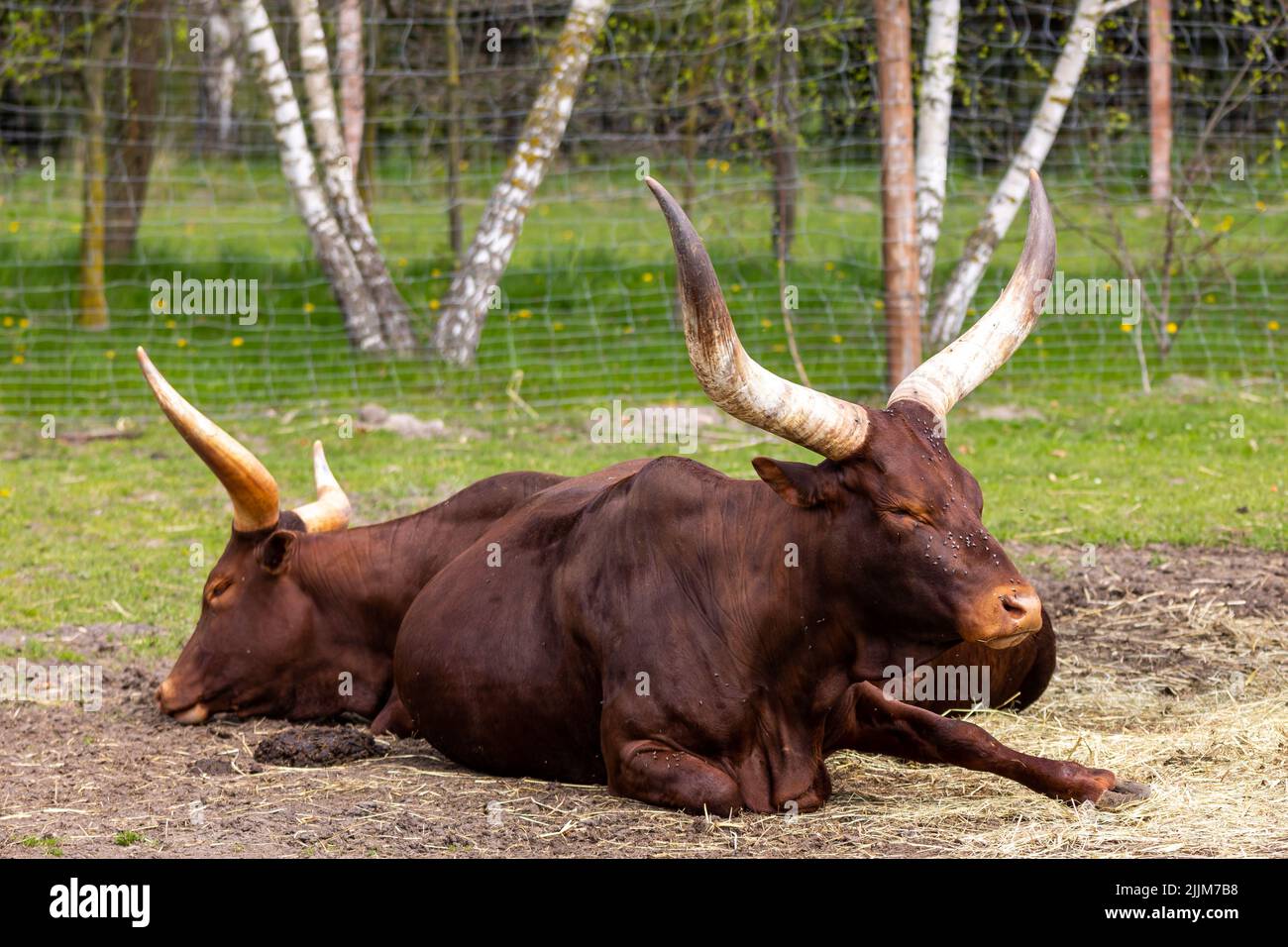 Watussi cattle resting on the paddocks. African farm animals. Photo ...