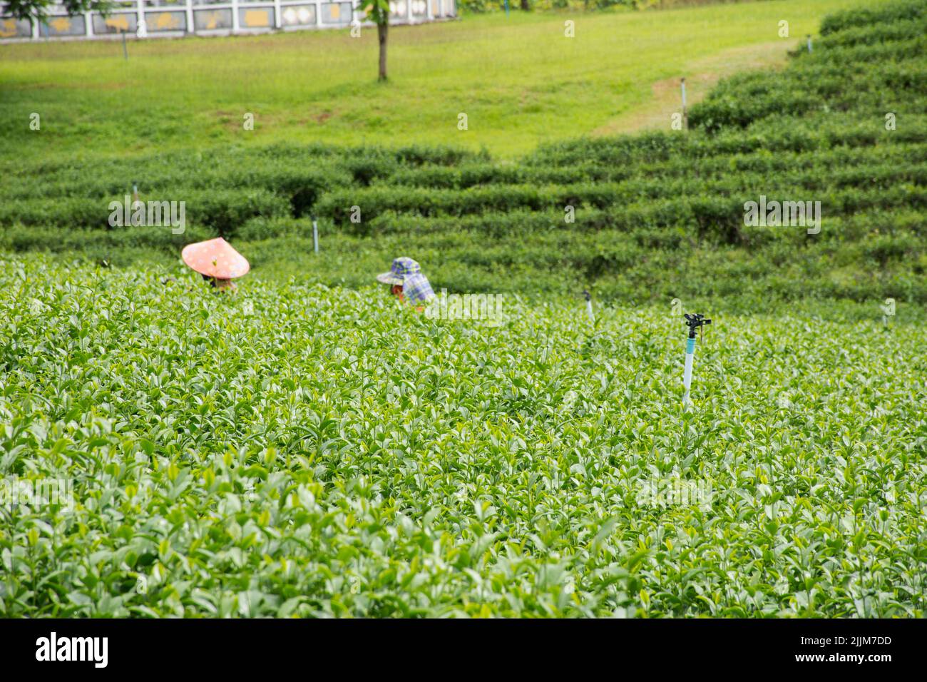 Thai tea picker hi-res stock photography and images - Alamy