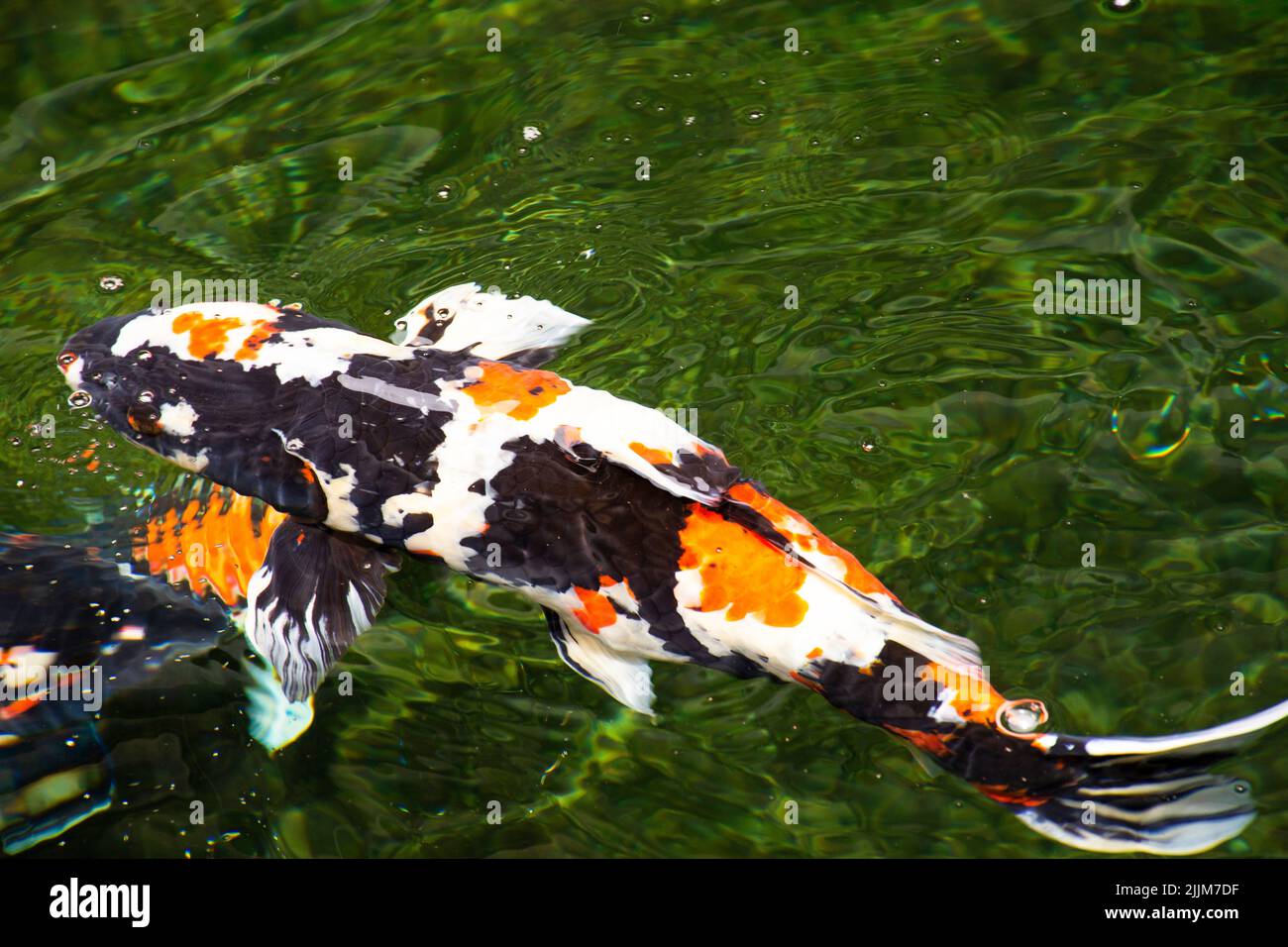Colored varieties japan fancy carp or Koi japanese fish more ...