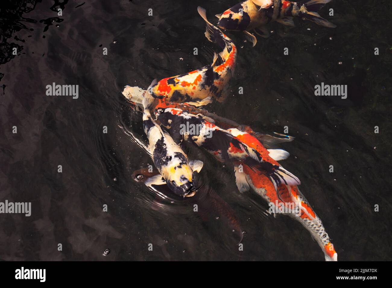 Colored varieties japan fancy carp or Koi japanese fish more ...