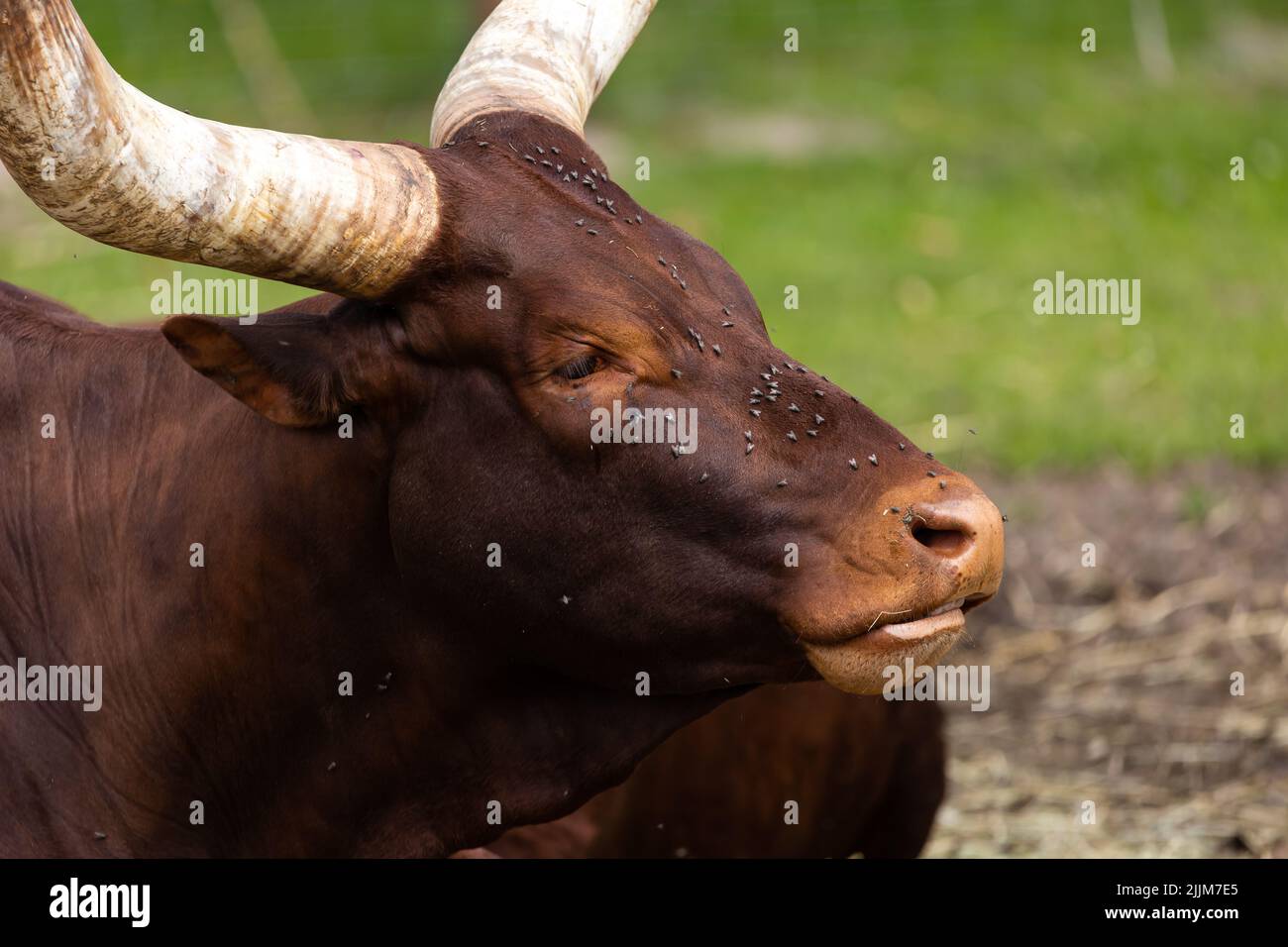 Watussi cattle resting on the paddocks. African farm animals. Photo ...