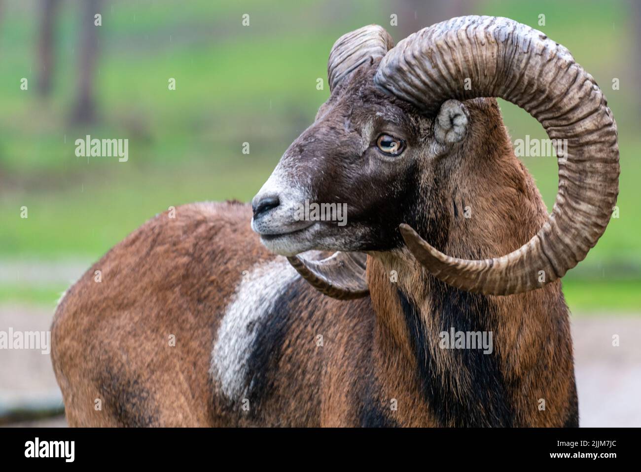 Focus european hi-res stock photography and images - Alamy