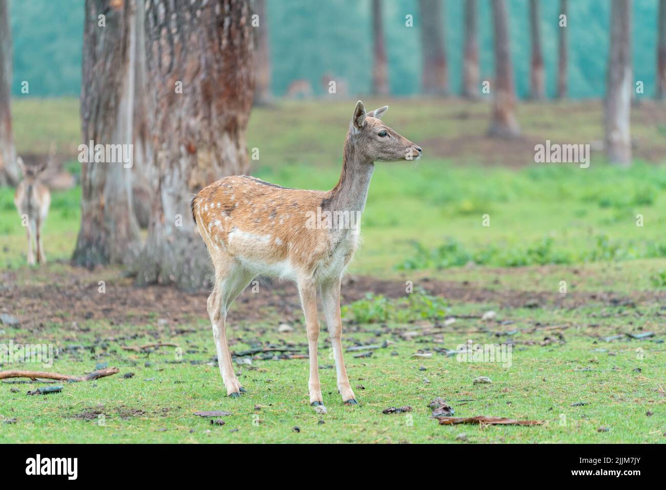 The female European fallow deer, also known as the common fallow deer ...