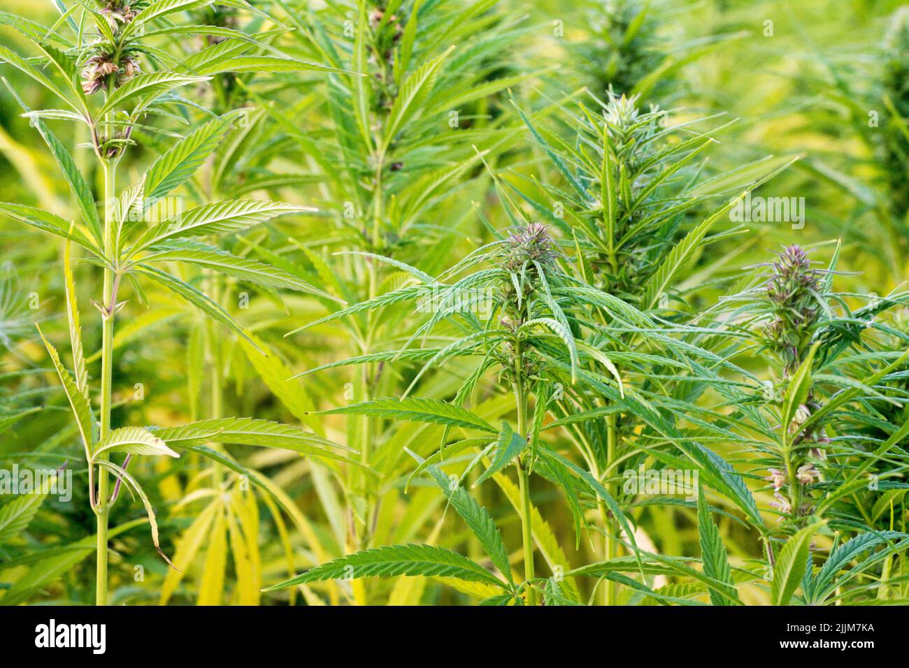 Marijuana plants beautiful hi-res stock photography and images - Alamy