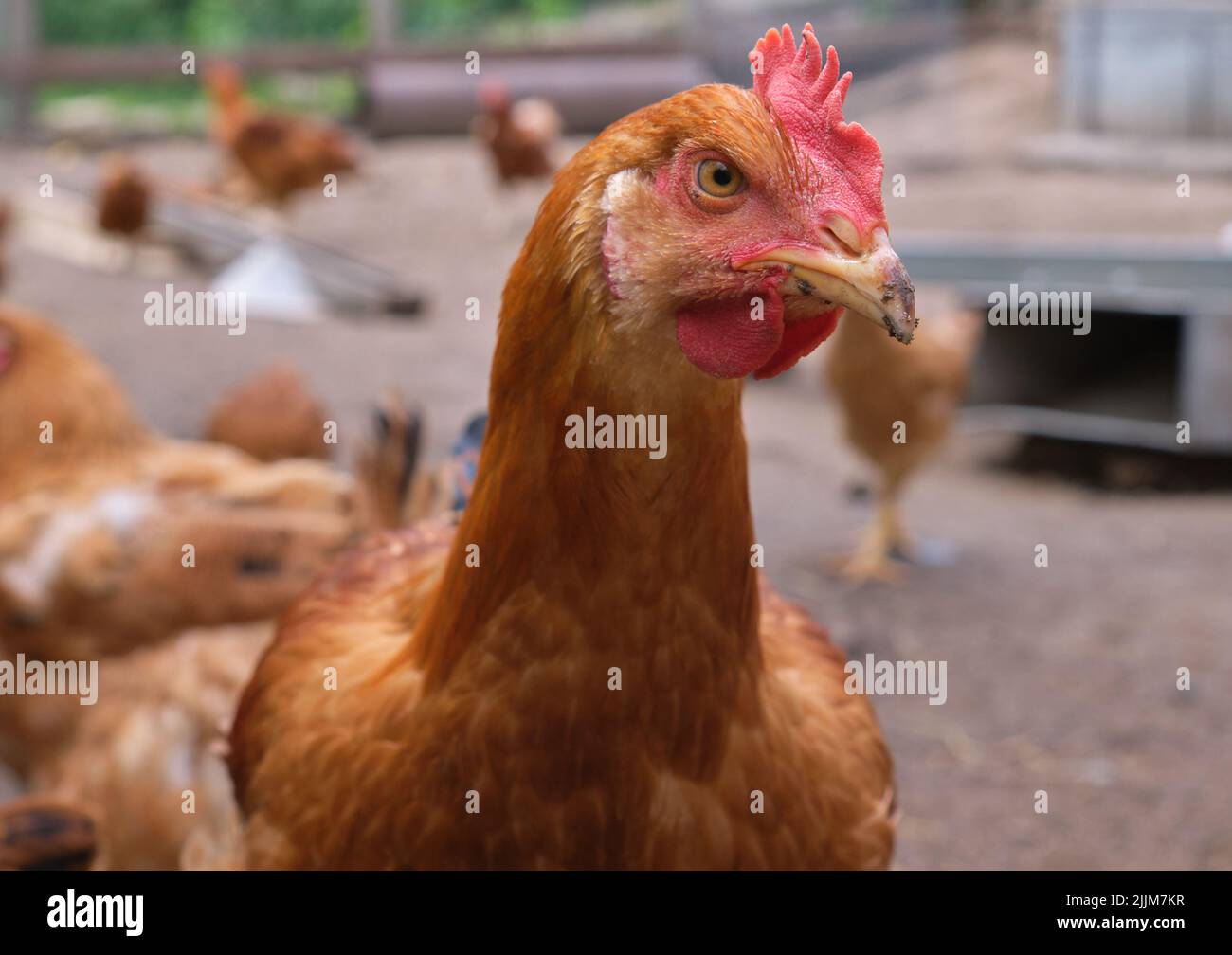 Red Cockerel Rhode Island rooster chicken close up head backyard ...