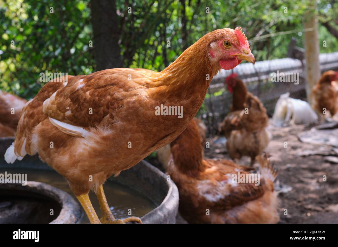 close-up curious Free-range chicken hens on organic family farm looking ...