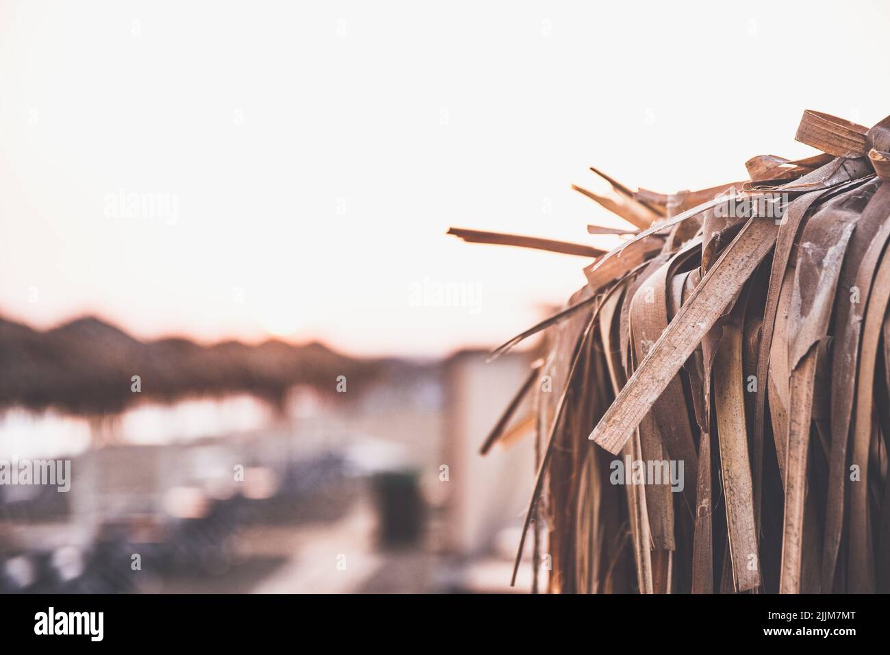 the close-up shot of a thatch sticks on a beach Stock Photo - Alamy