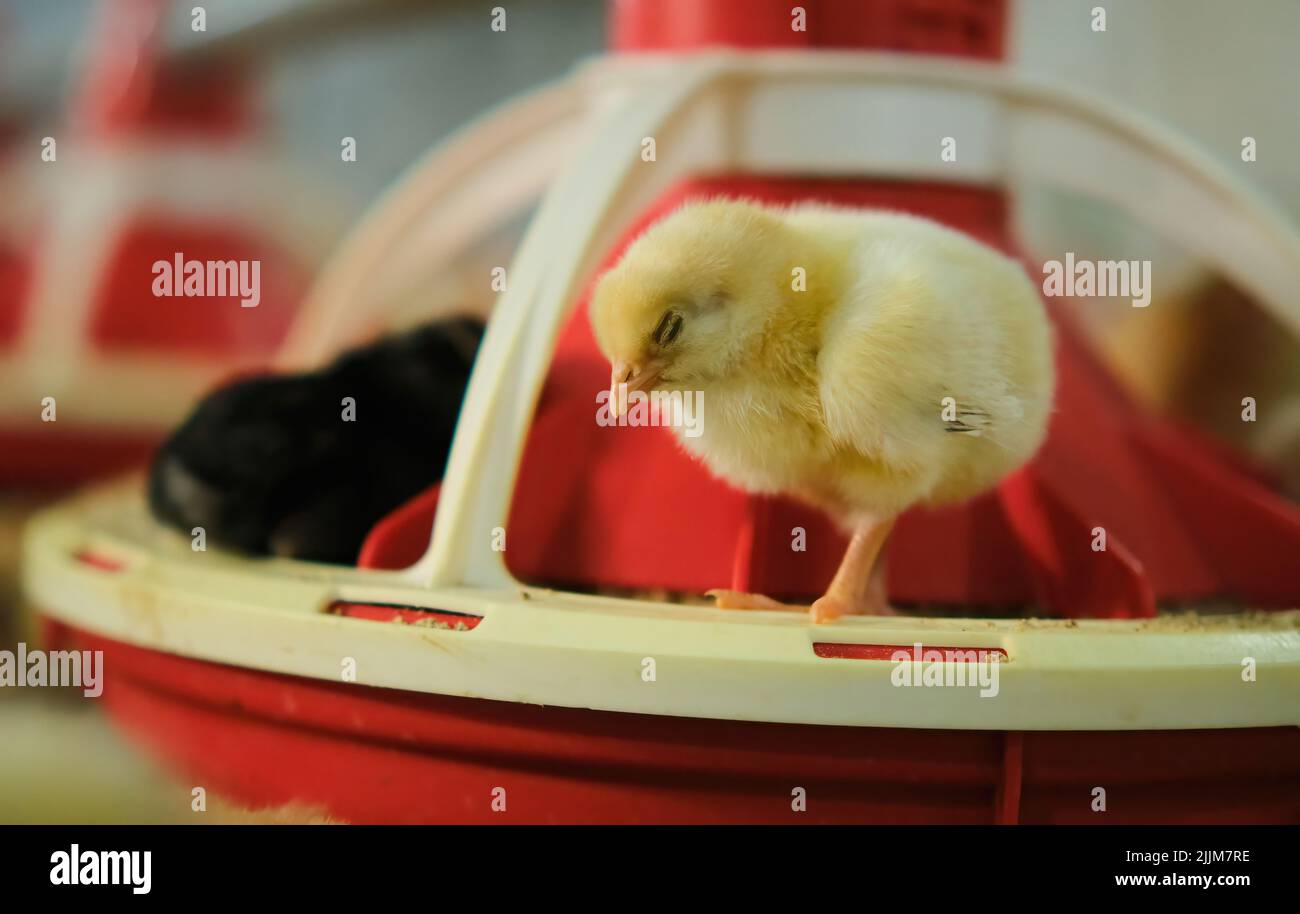 Newborn baby chicken sleeping on feed tray in industrial poultry farm ...