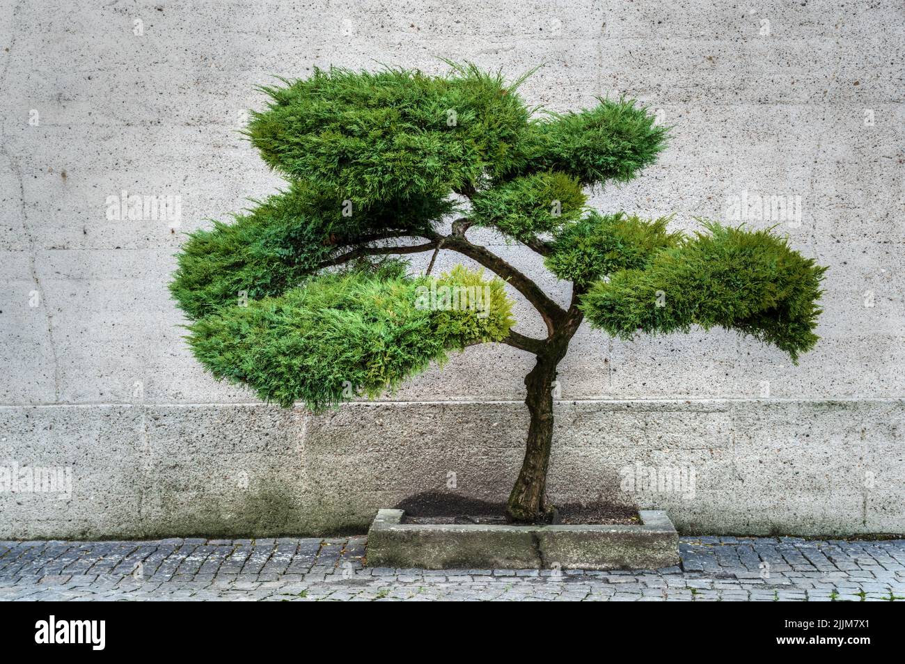 A beautiful bonsai tree on the side of a street Stock Photo - Alamy